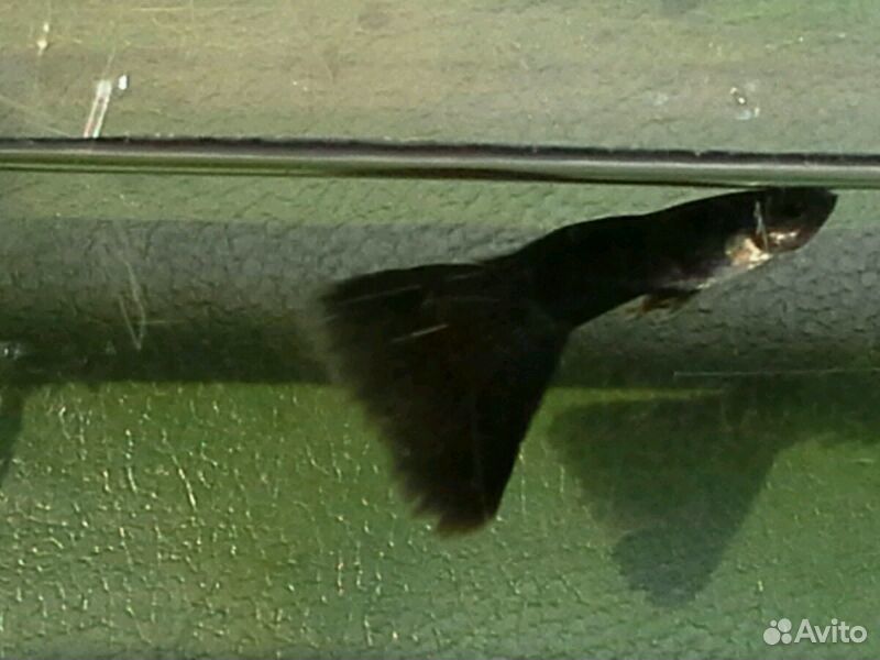 Гуппи черный монах чистая линия