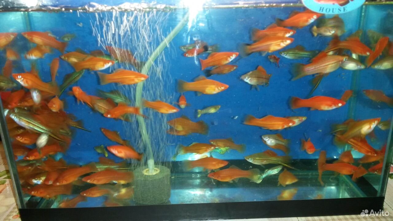 Красный меченосец