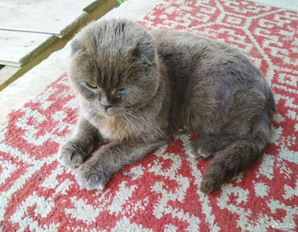 Кошечка британская