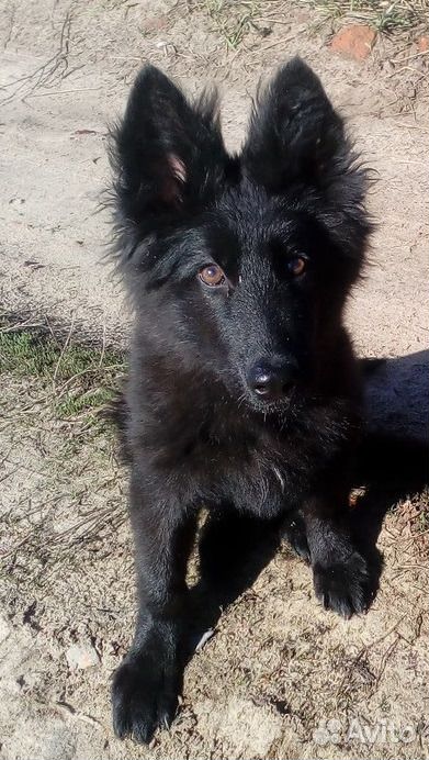 Щенков метисов в дар