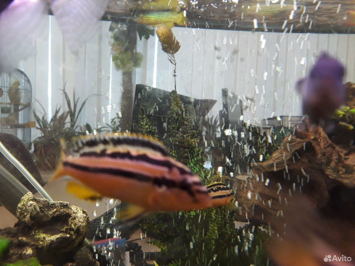 Ауратус золотой