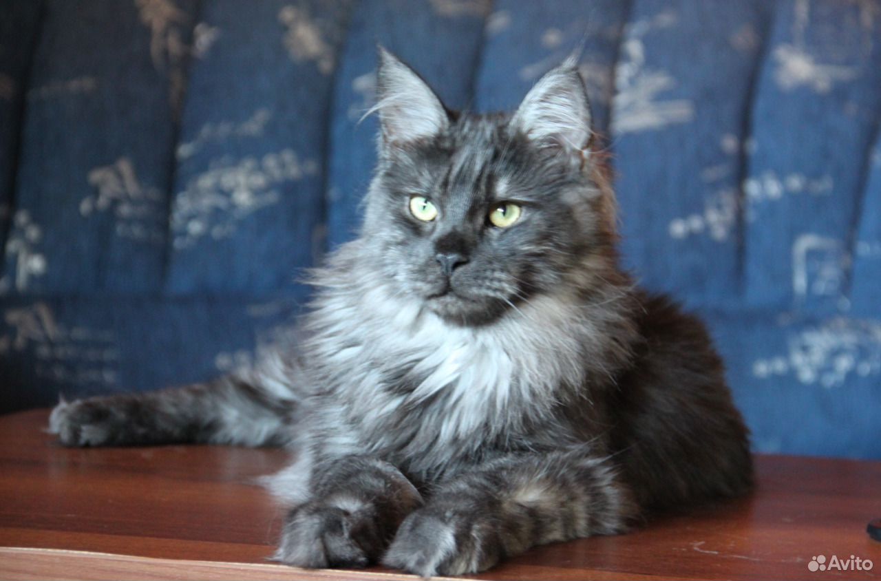 Просто красавец