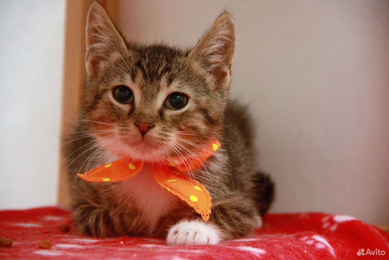 Котенок Кеша в добрые руки, в дар