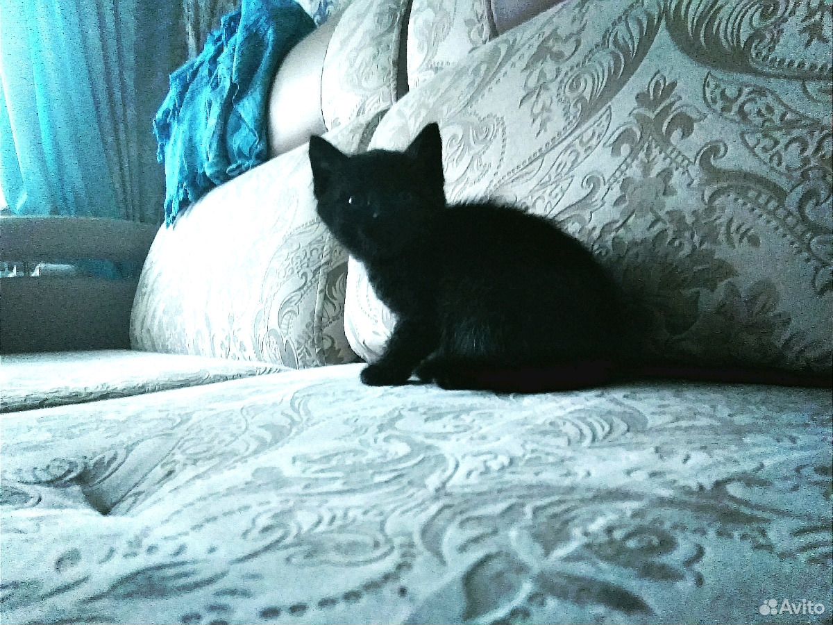 Беззаботные котята