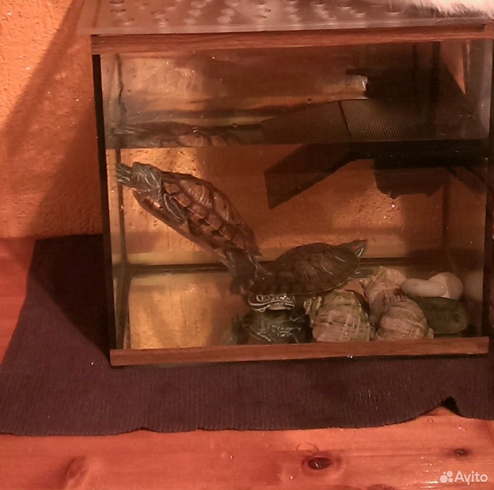 2 Черепахи отдам даром