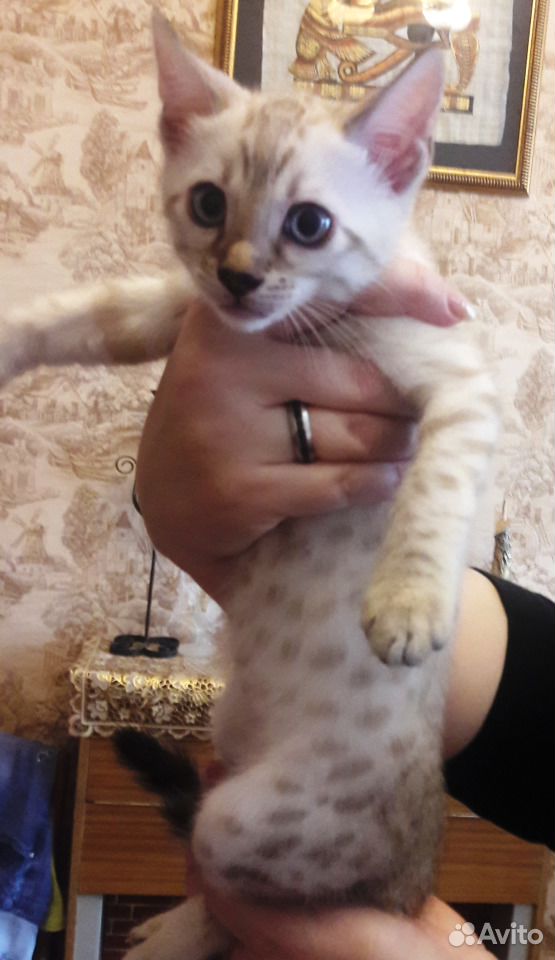 Маленькие снежные барсы