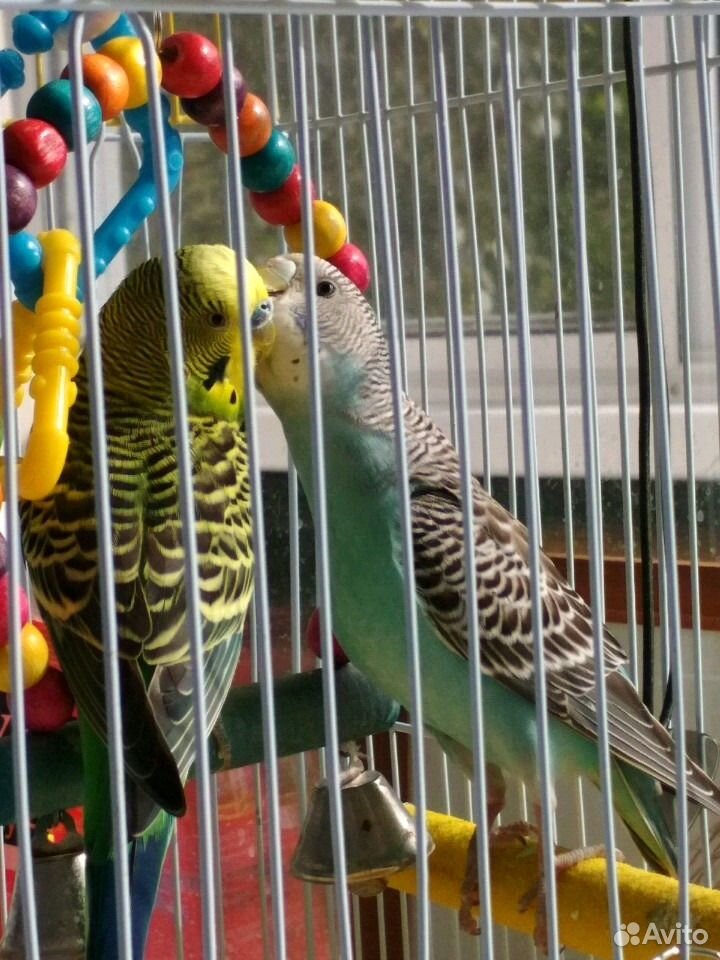 Пара волнистых попугаев