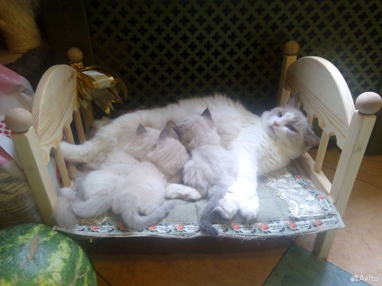 Котята породы Рэгдолл (тряпичная кукла)