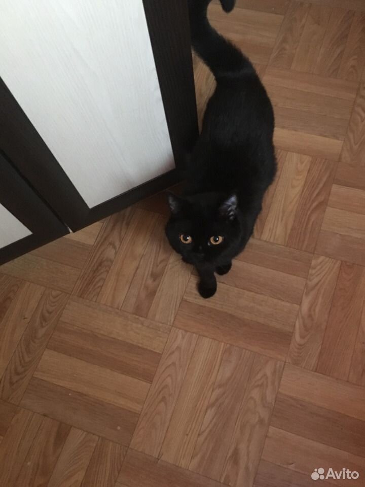 Кошка Британка 4 года