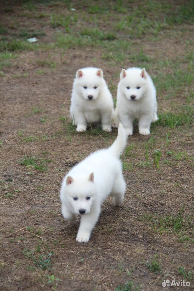Хаски красавчики белые медвежата