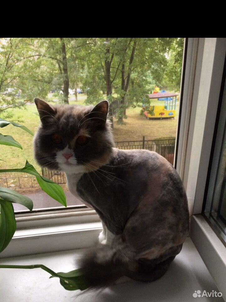 Отдам кошечку в хорошие руки