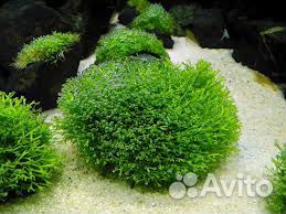 Риччия плавающая и др