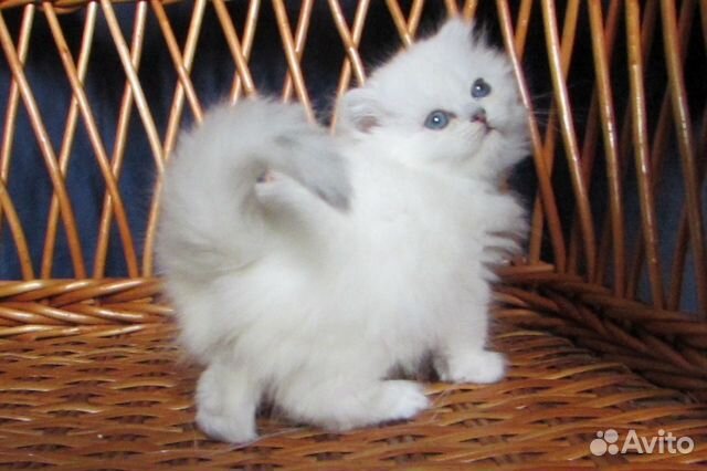 Очаровательный британец