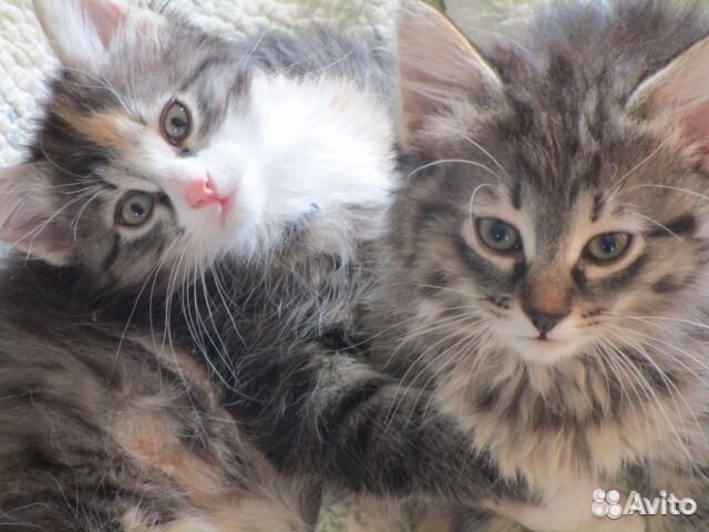 Сибирские лапочки