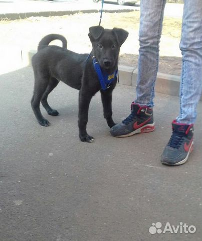 Роскошный щенок Чарли - мальчик в поисках дома