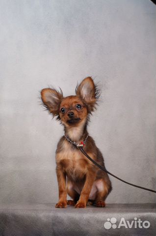 Ласковые озорные щеночки русского тоя