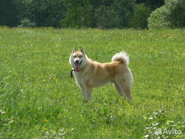 Щенок зсл с родословной