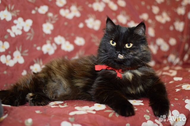 Кошка Стеша окрас темная черепаха шоколад ищет дом