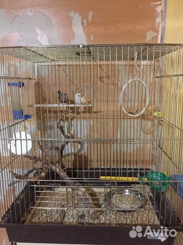 Амадины с клеткой