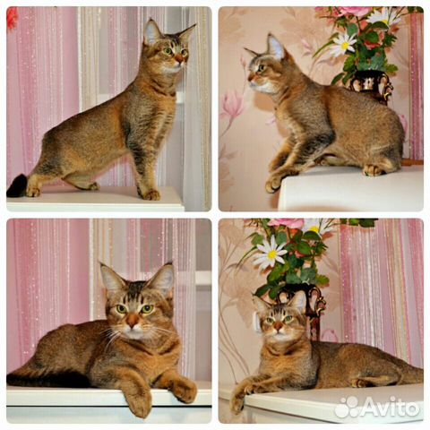 Золотой котёнок чаузи
