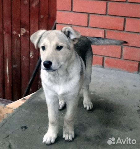 Джульетта - нежный компаньон