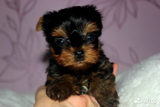 Шикарные щенки йорка