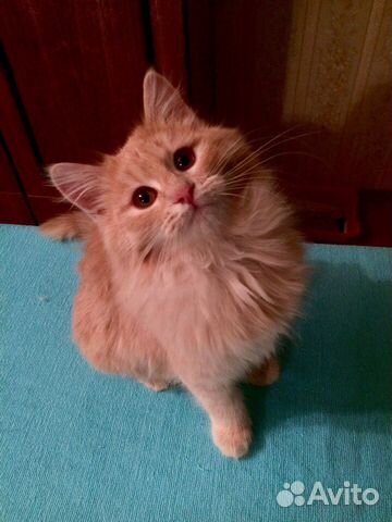 Злата в поисках дома)