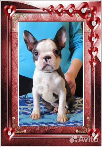 Бостон- Терьер