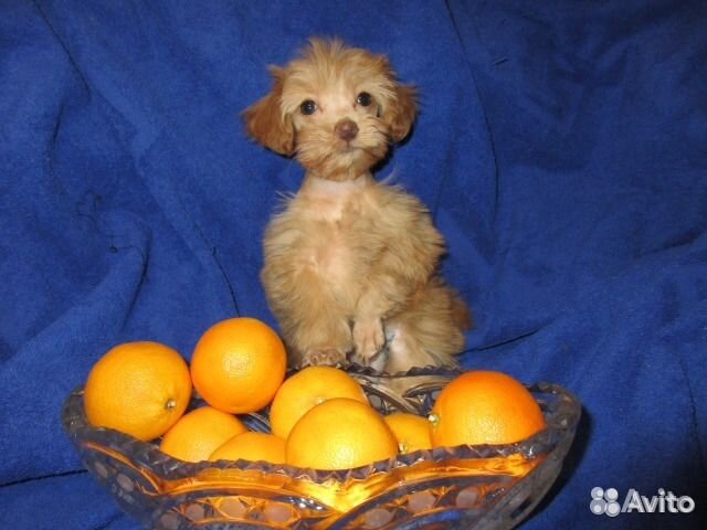 Петербургская Орхидея. Мечты должны сбываться