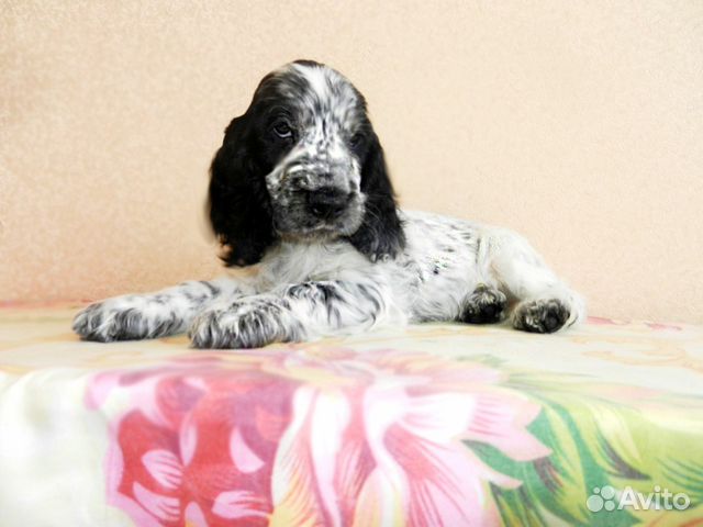 Щенки английского кокер спаниеля