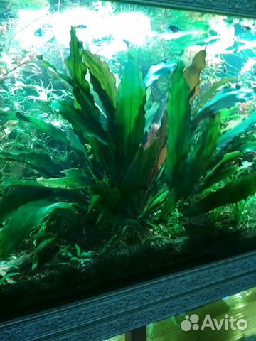 Аквариумное растение
