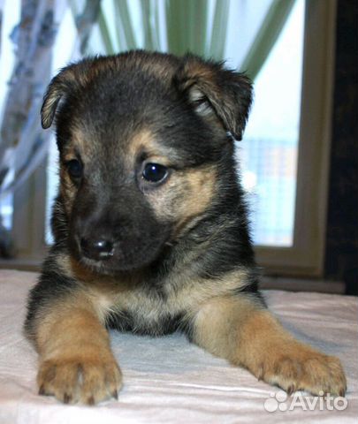 Щенок, Метис Бельгийской Овчарки