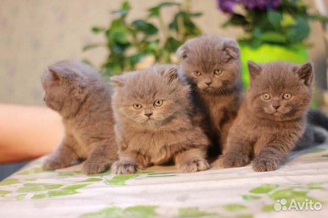 Очаровательные шотландские котята