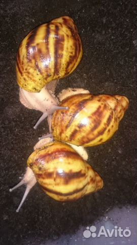 Архахатина маргината овум