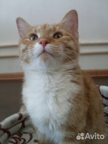 Котенок девочка Шунечка