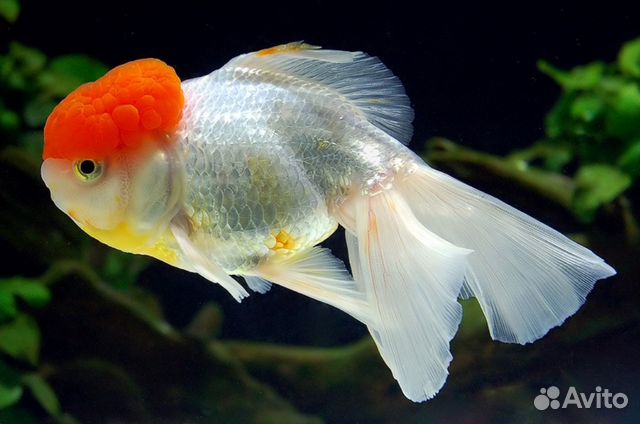 Золотая рыбка, сомы, гурами мраморный