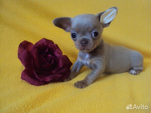 Бесподобный малыш