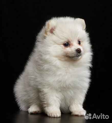 Две малые девицы