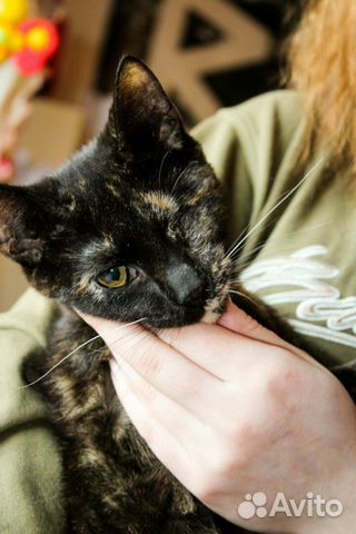 Котенок инвалид по зрению
