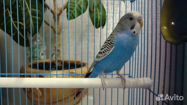 Волнистый попугай