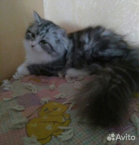 Лапочка кошечка