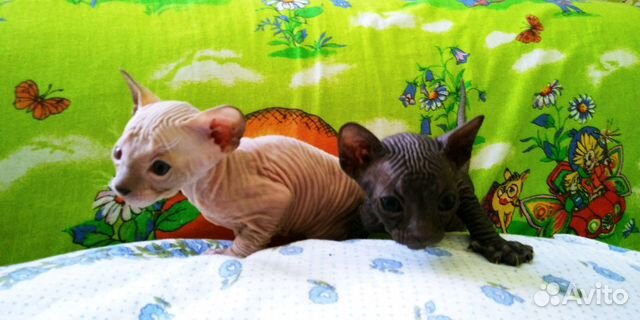 Голубоглазые и зеленоглазые сфинксы