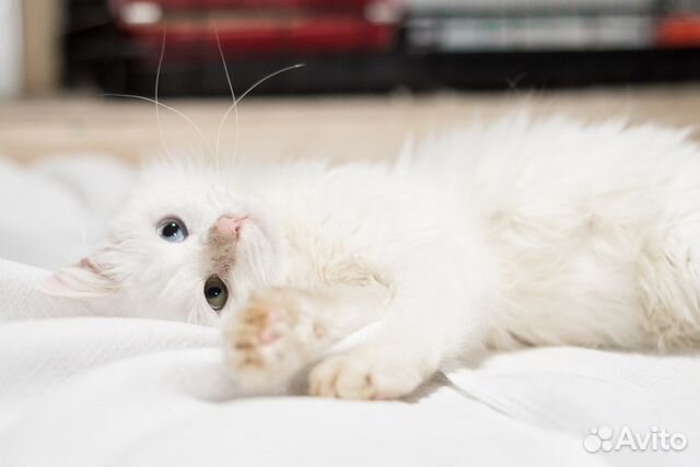 Белоснежная приютская красавица Каролина в дар