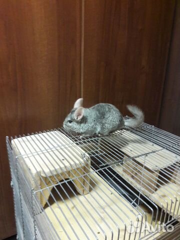 Шиншилла мальчик сапфир + клетка