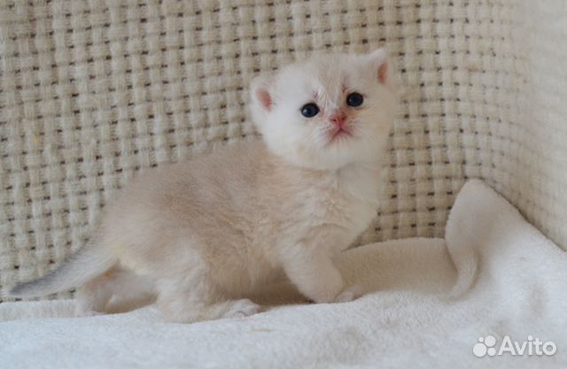 Британское очарование