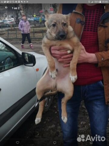 Щенки метисы даром
