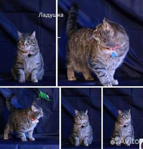 Кошечка Колобок Винни-пуховна