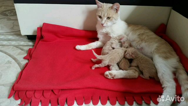 Ла-перм лаперм