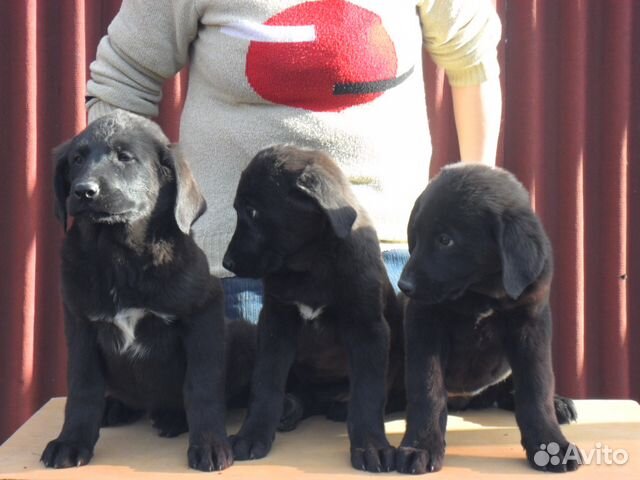 Бурят-Монгольский Волкодав -редкого типа и окраса