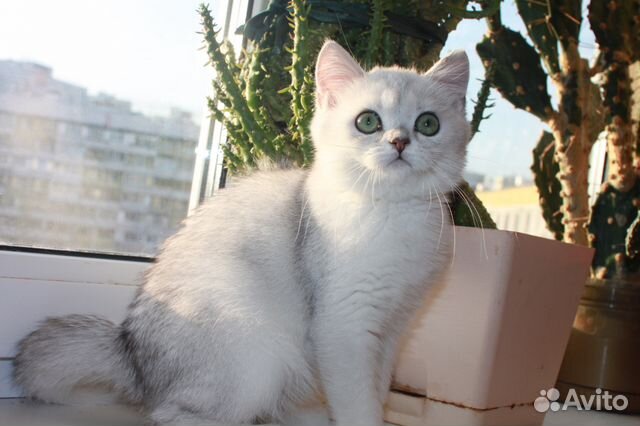 Британская Снегурочка